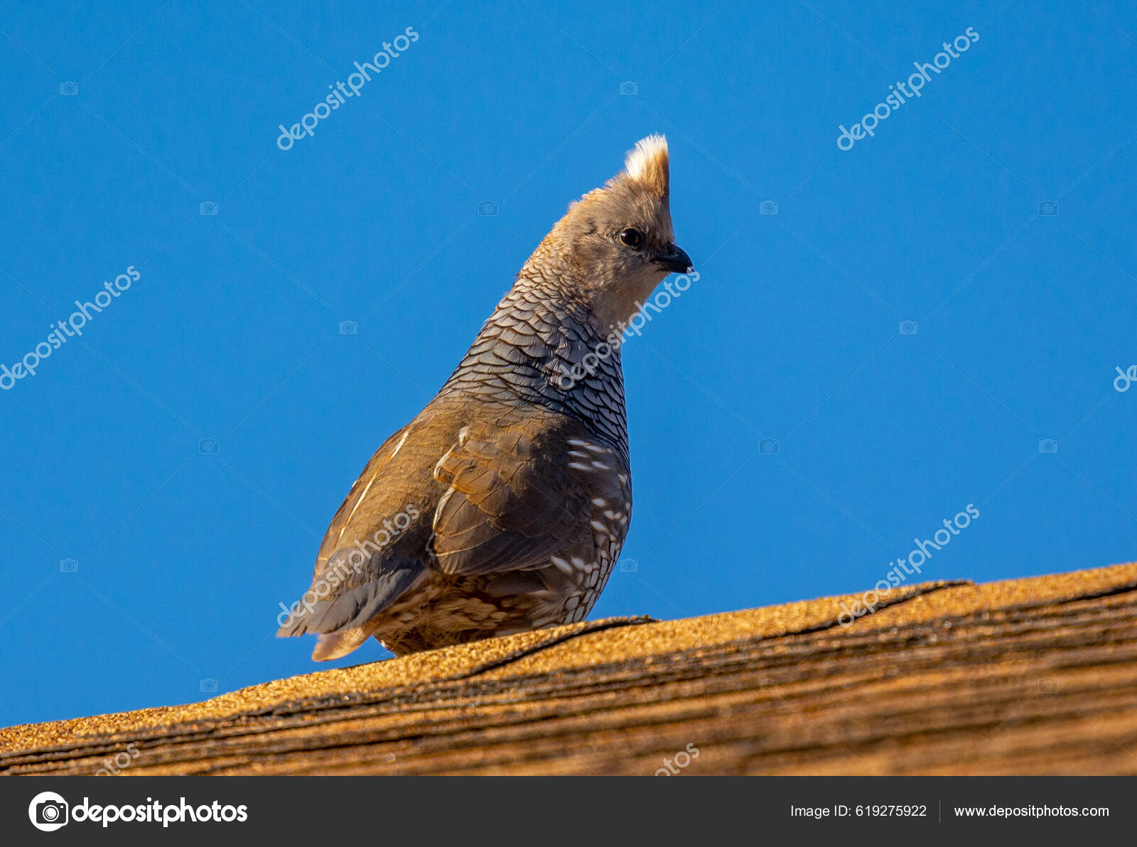 Beautiful Inquisitive Scaled Qual Perched Roof Colorado Home Calling ...
