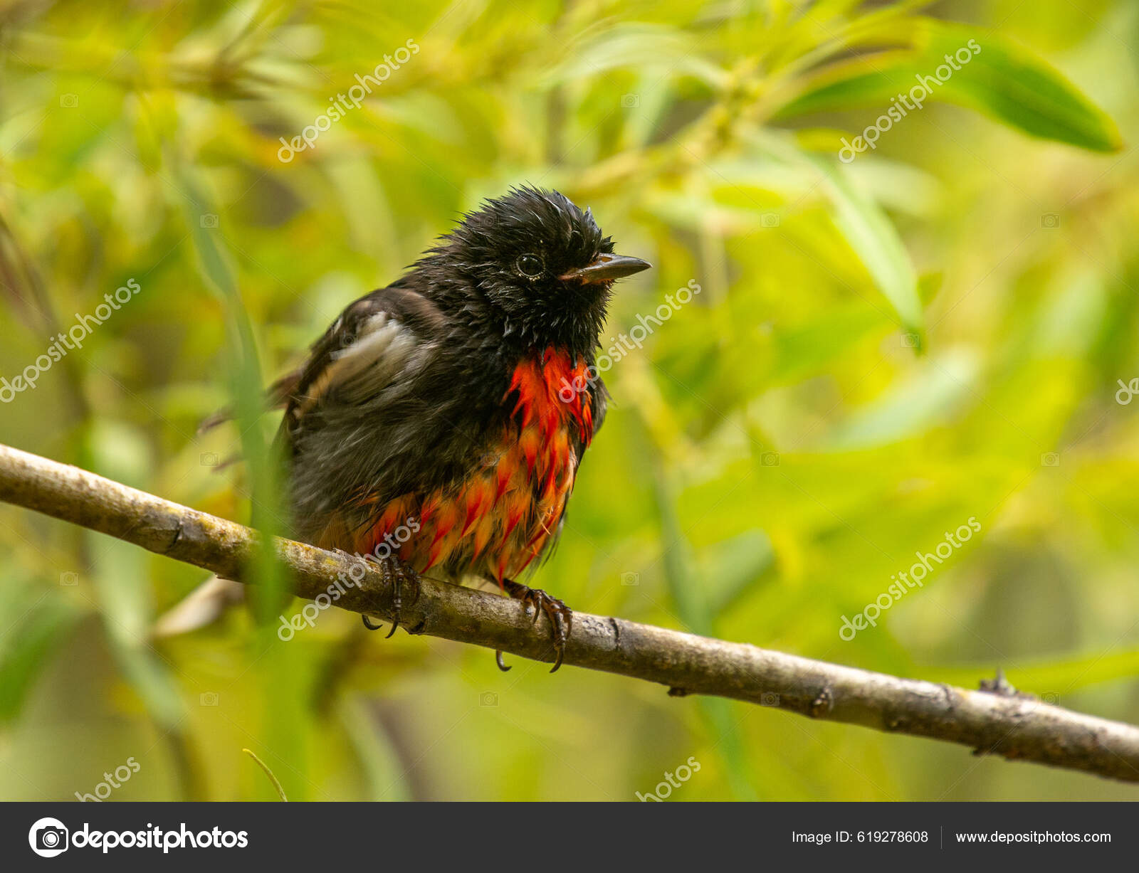 Beautiful Freshly Bathed Painted Redstart Perches Branch Canyon Stream ...