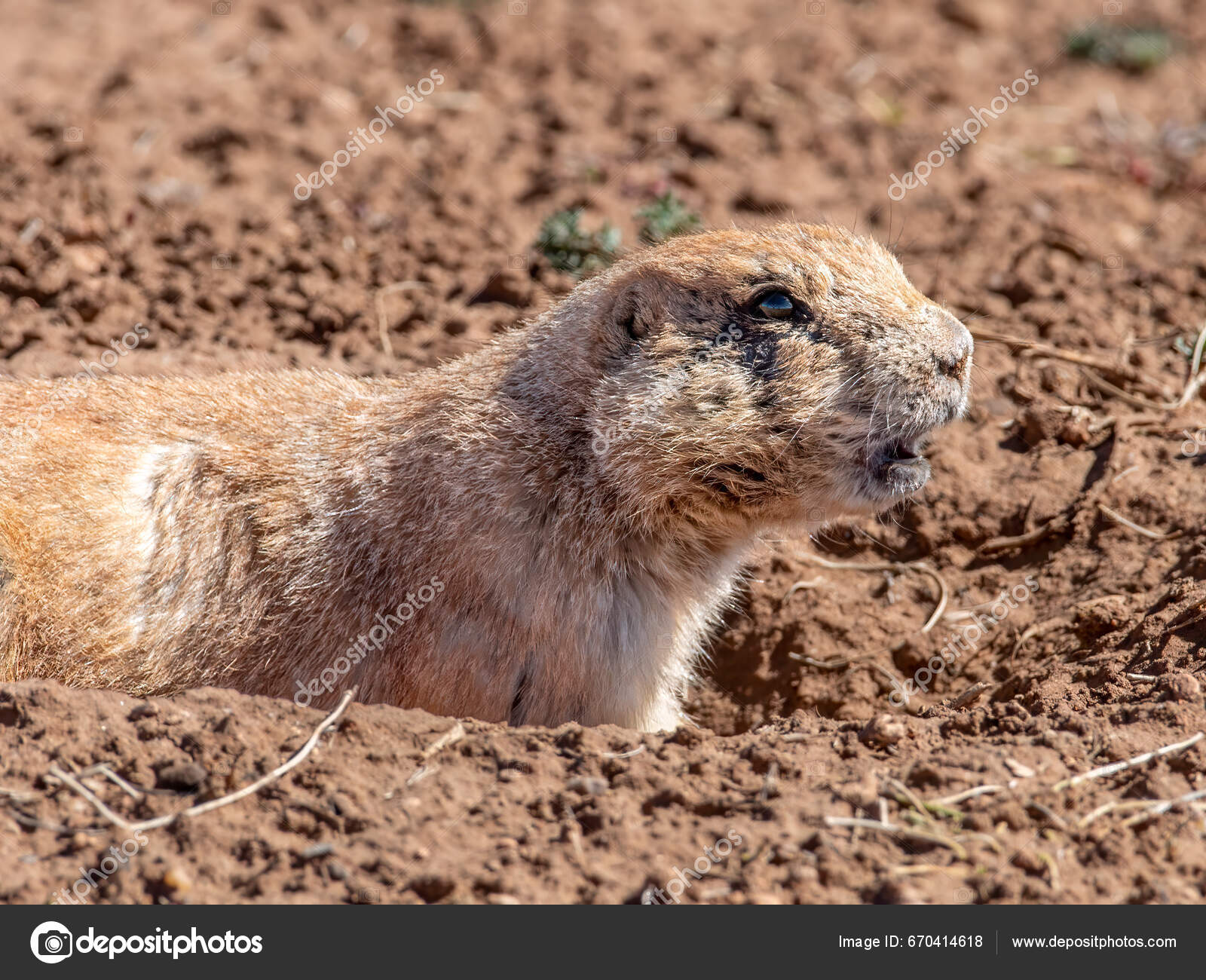 Black Tailed Prairie Dog Burrow
