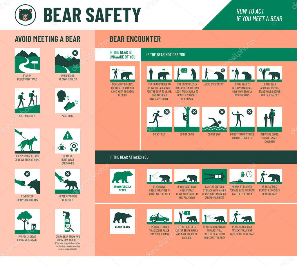 Infografía de seguridad del oso con iconos establecidos: cómo evitar ...