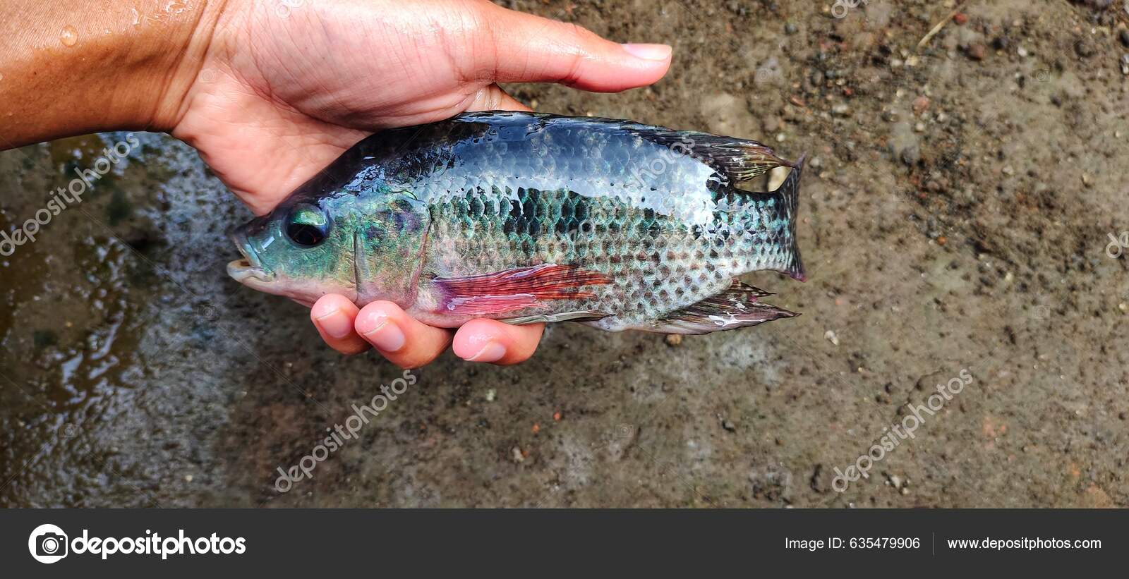 Man Holding Tilapia Fish Has Just Been Taken Fish Pond — Stock Photo ...