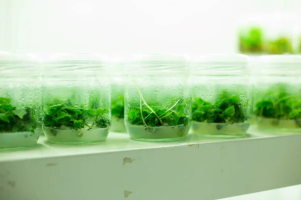 Micropropagation Stock Photos, Royalty Free Micropropagation Images ...