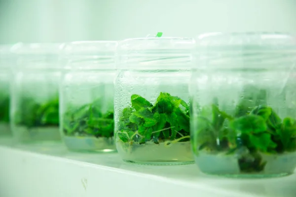 Micropropagation Stock Photos, Royalty Free Micropropagation Images ...