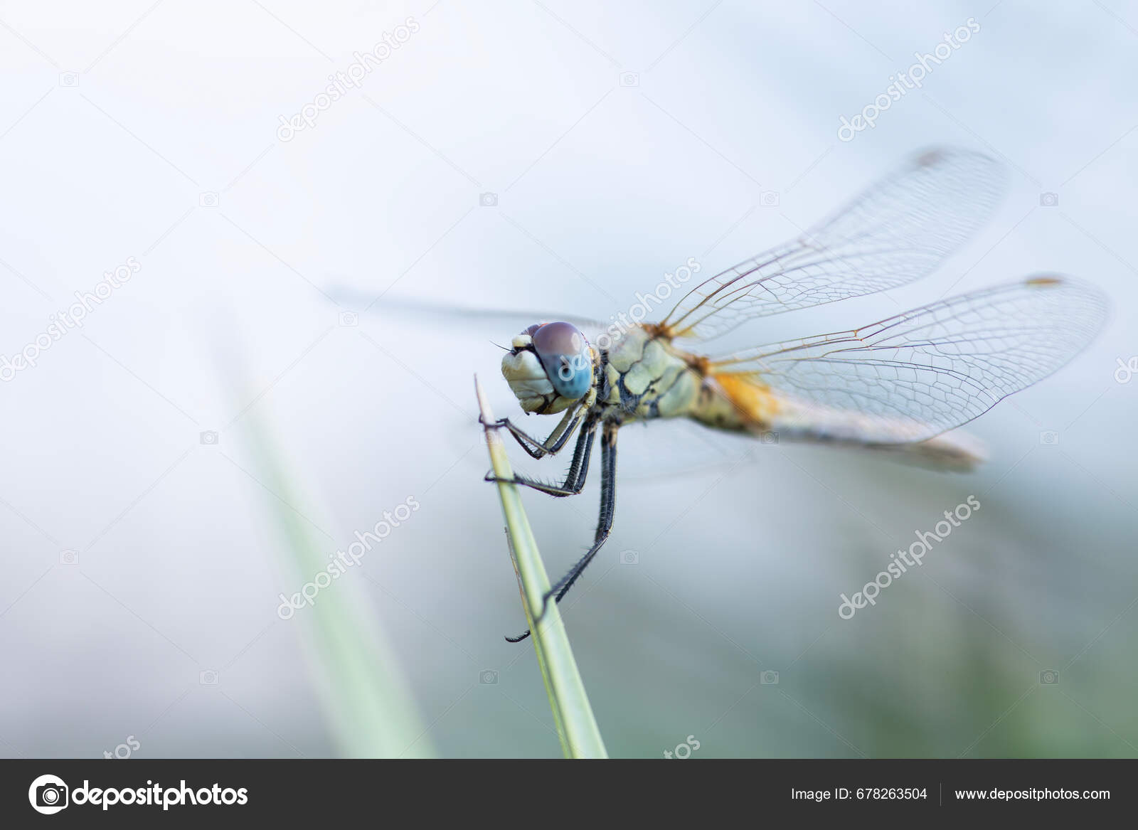 Dragonfly Its Natural Habitat — Stock Photo © muratphoto #678263504