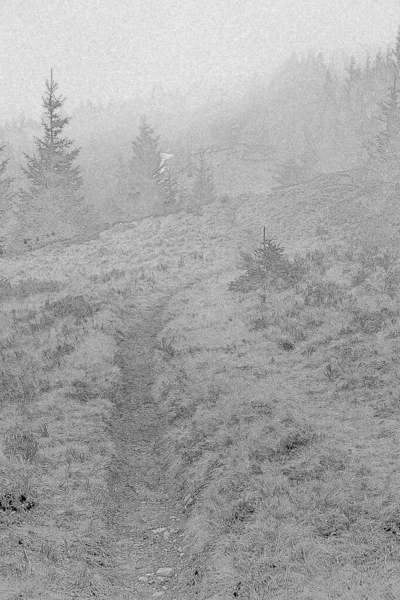 Winding trail through hill and spruce forest engraving hand drawn ...