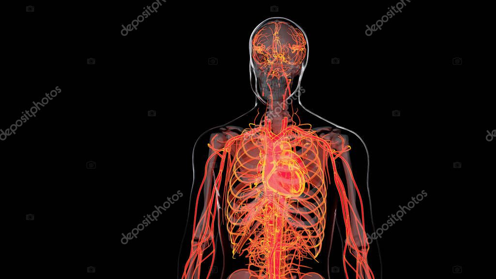 Sistema circulatorio arterial y venoso humano, Animación Medicamente ...