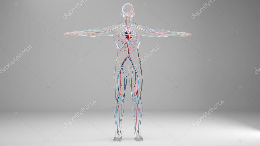 Sistema circulatorio arterial y venoso humano, Animación Medicamente ...