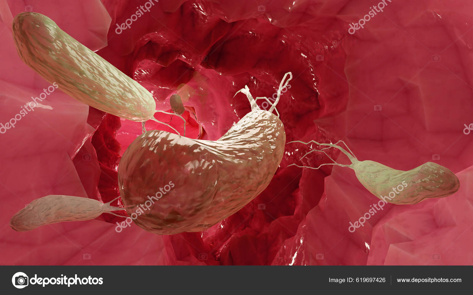 Helicobacter Pylori Illustration Microaerophilic Bacterium Which ...