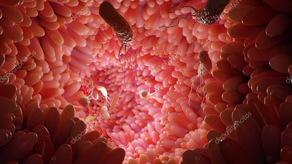 Helicobacter pylori ilustración bacteria microaerofílica que infecta ...