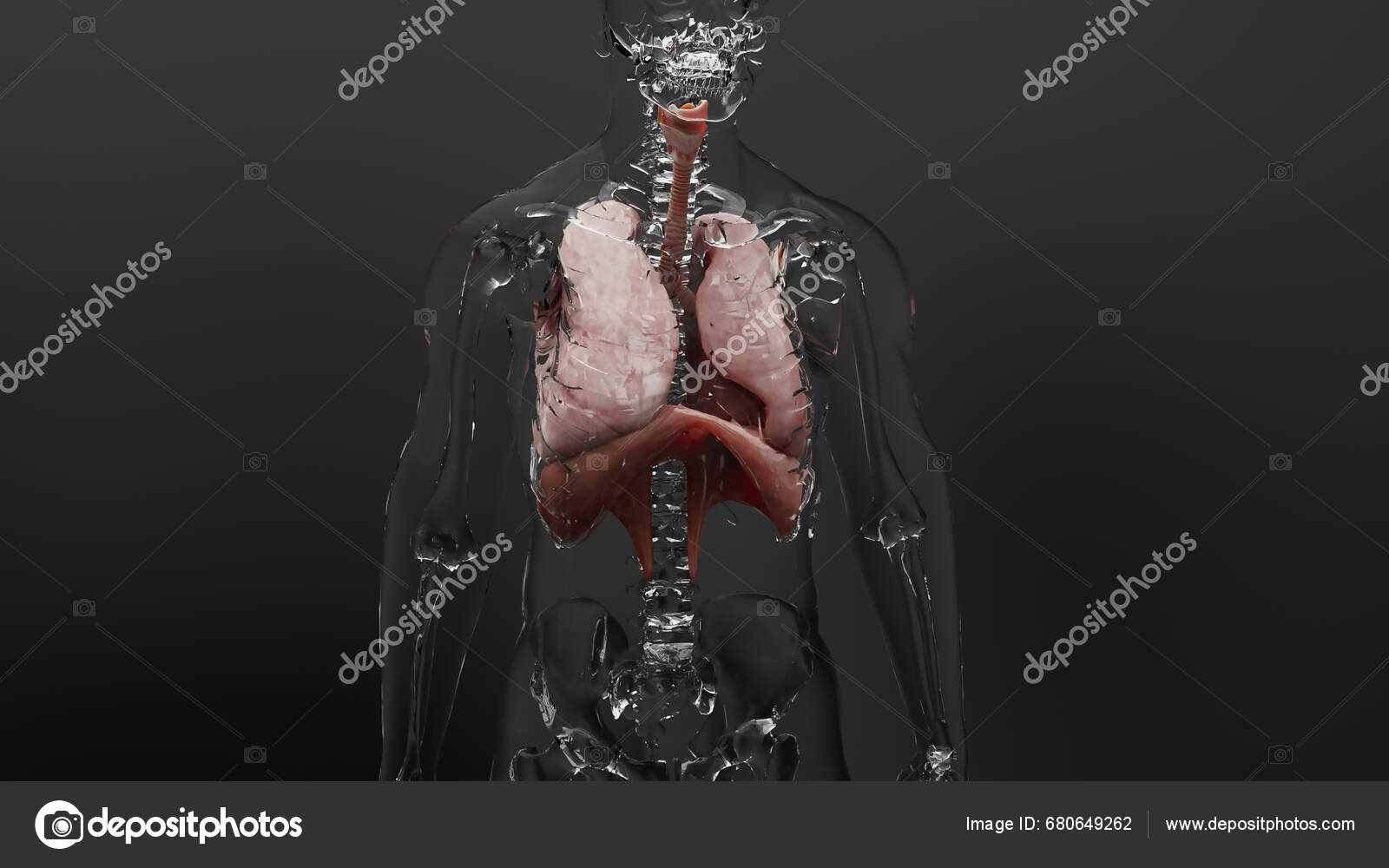 Sistema Respiratório Humano Anatomia Pulmonar Conceito Animação Pulmão ...