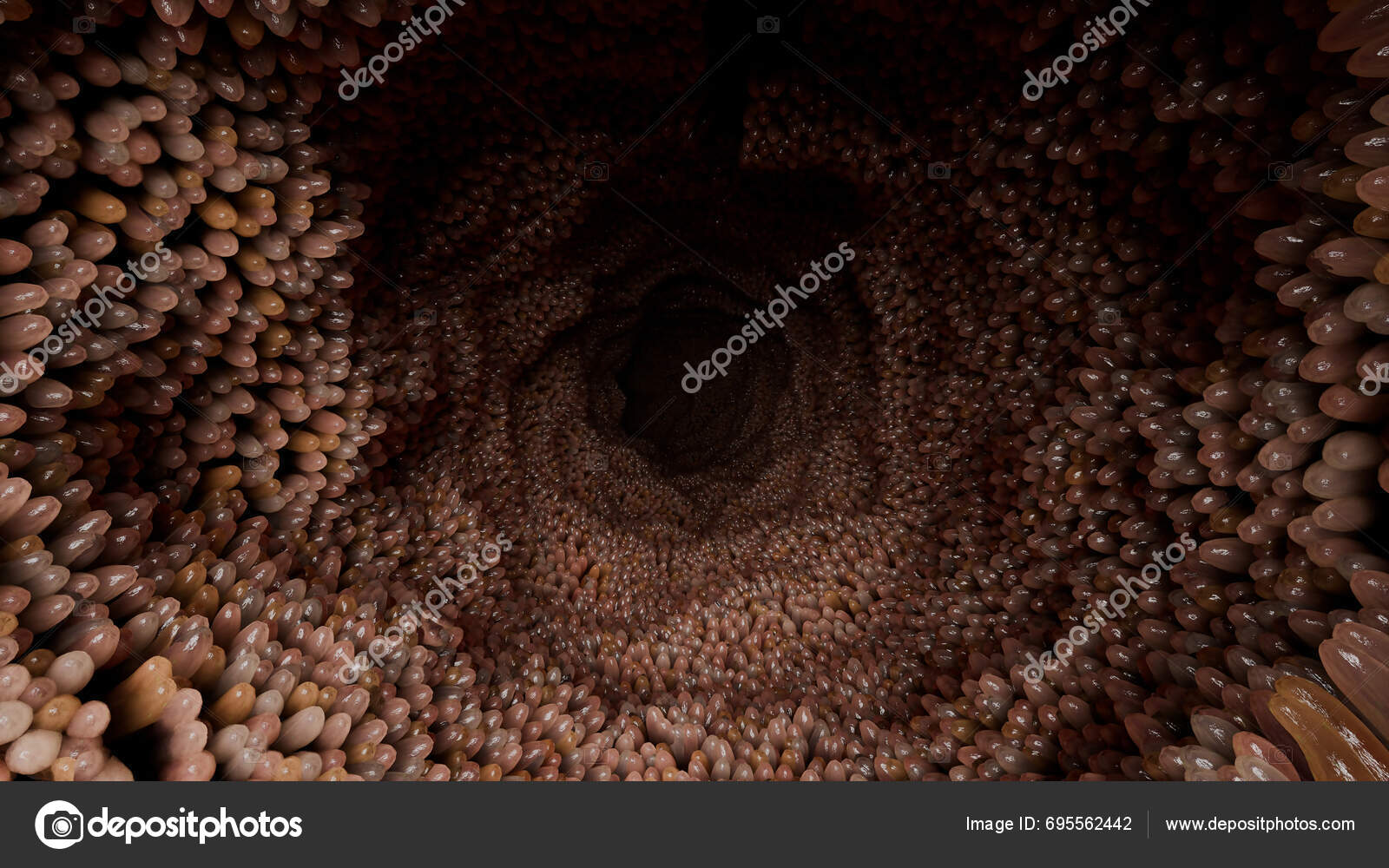 Intestinal Villi Red Microvilli Intestinal Tract Close Microbiology ...