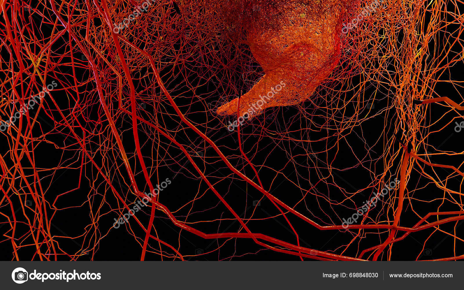 Human Arterial Venous Circulatory System Medically Accurate Animation ...