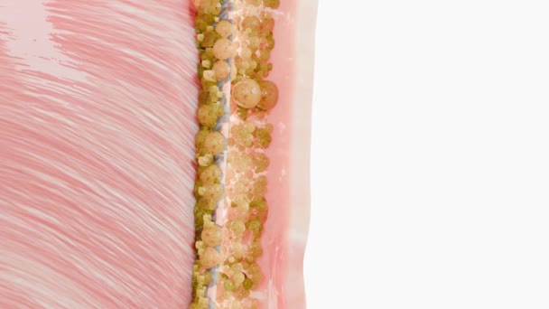 216 Weight loss 3d Stock Videos, 4K & HD Footage | Depositphotos