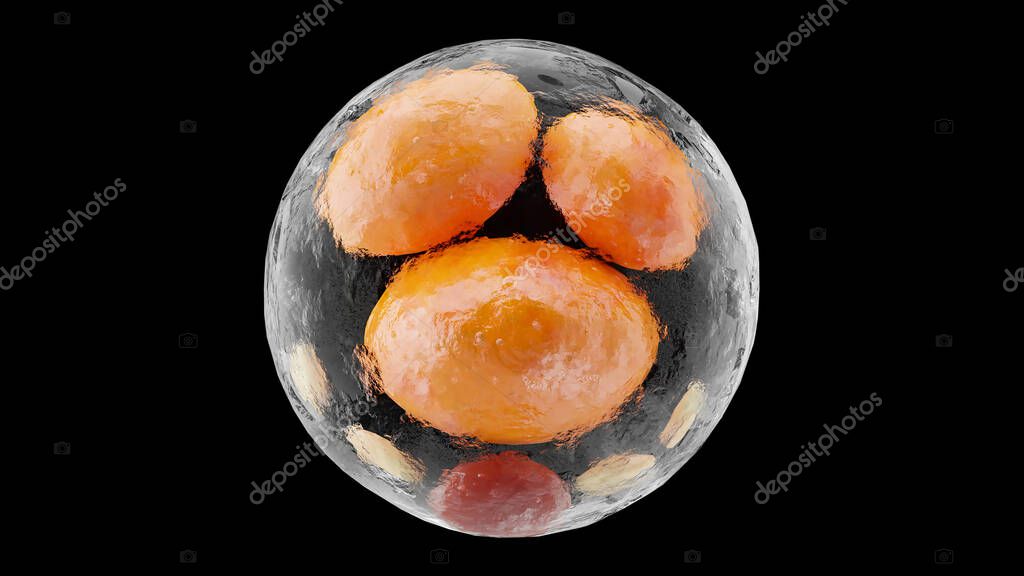 Células grasas aisladas, adipocitos y lipocitos beige, colesterol en ...