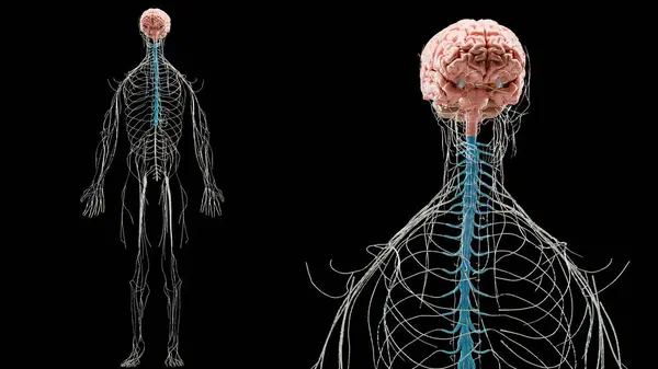 ระบบ human nervous system Stock Photos, Royalty Free ระบบ human nervous ...