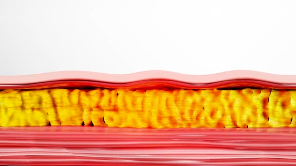 216 Weight loss 3d Stock Videos, 4K & HD Footage | Depositphotos