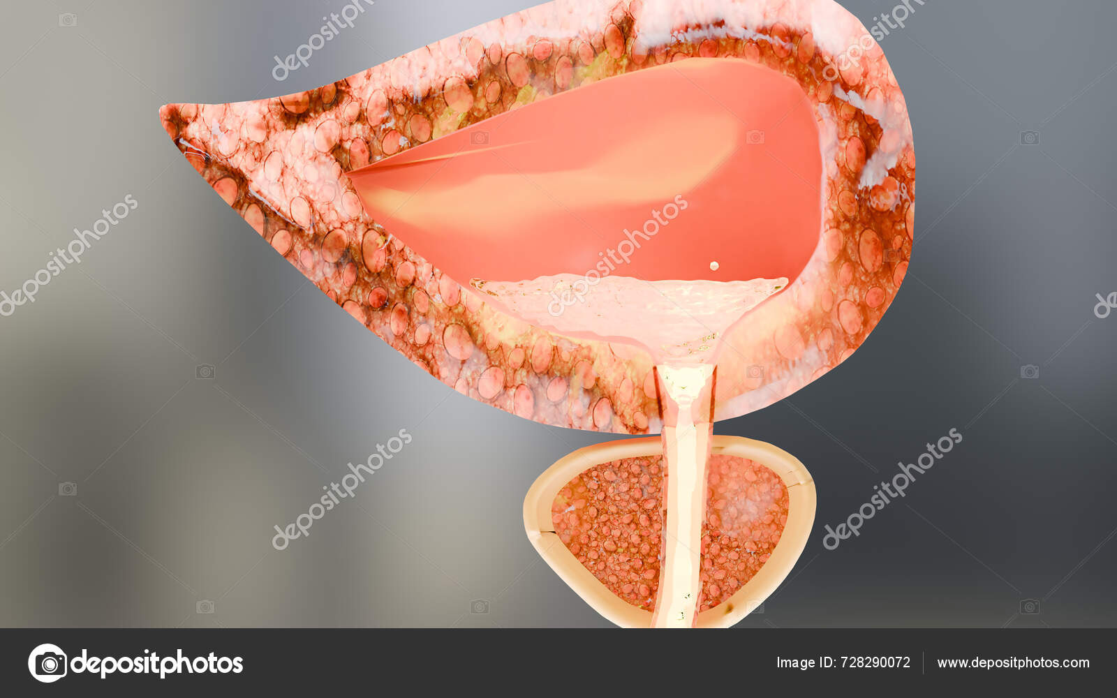 Urinary Excretory System Detailed Male Bladder Prostate Gland Anatomy ...