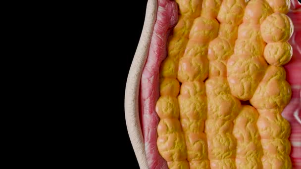 216 Weight loss 3d Stock Videos, 4K & HD Footage | Depositphotos