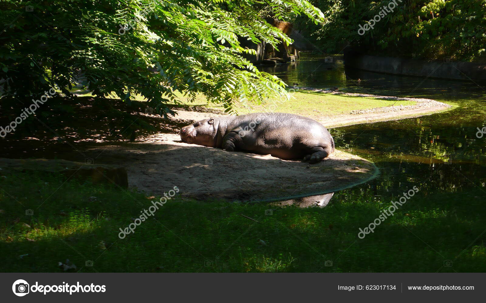 Hippo Sleeping Sun Zoo Frankfurt Animal High Quality Photo Stock Photo ...