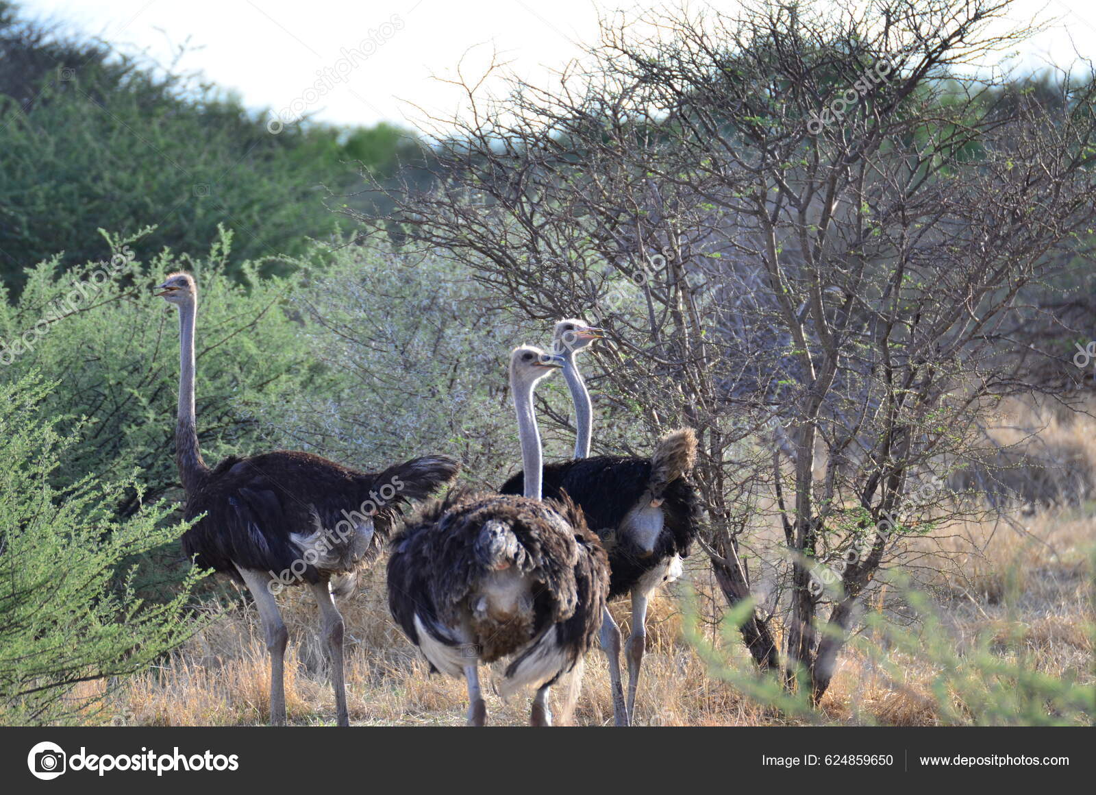 Wild Ostrich Bird Namibia Africa Savanna Safari High Quality Photo ...
