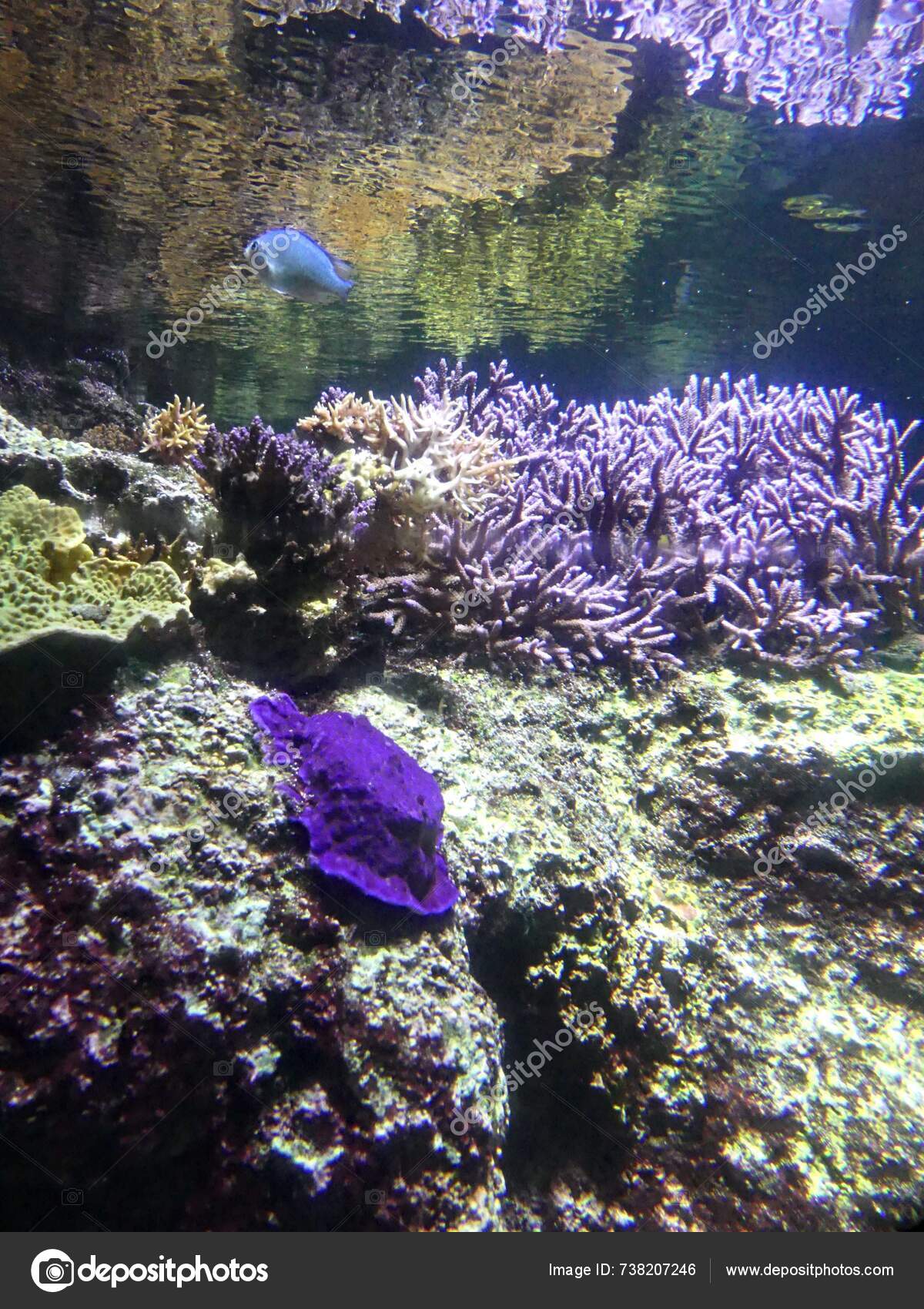 Rochelle August 2024 Visit One Europe's Largest Aquariums Aquarium Fish ...