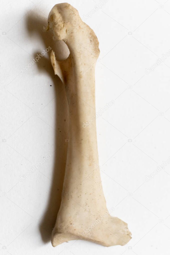 Humerus is a part of bird skeletal system. Bird anatomy. Bird skeletal ...