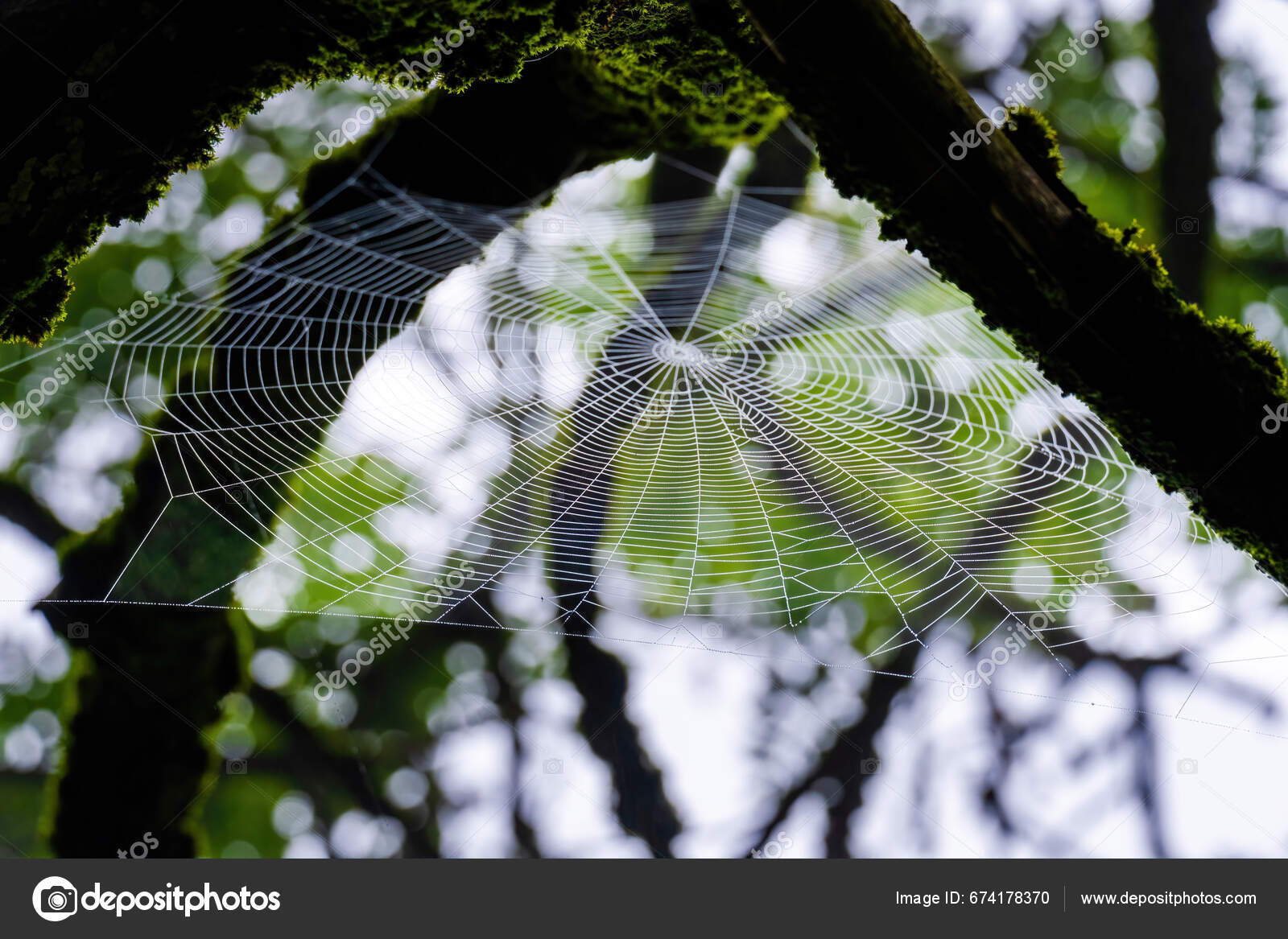 Tiny Spider Net Water Drops Branch Tree — Stock Photo © hristoshanov ...