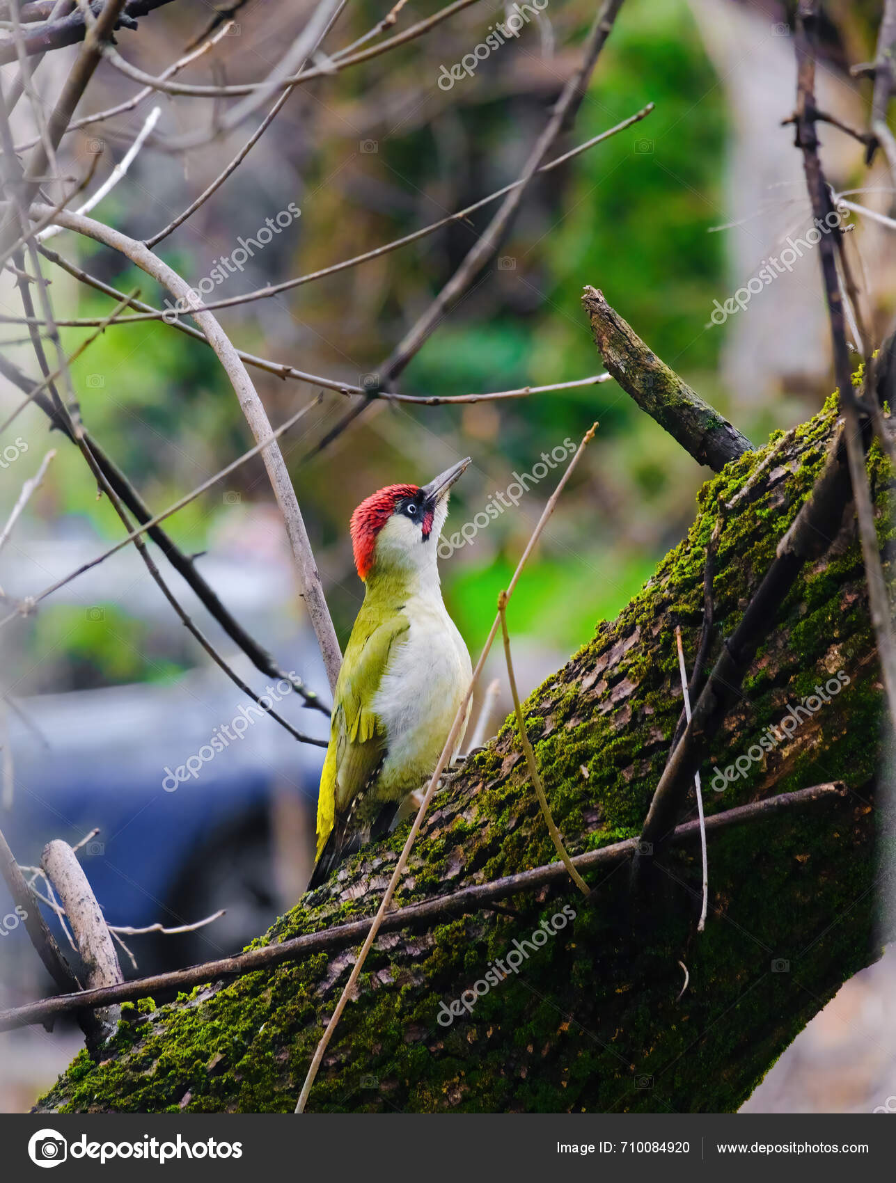 European Green Woodpecker Perching Tree Picus Viridis — Stock Photo ...
