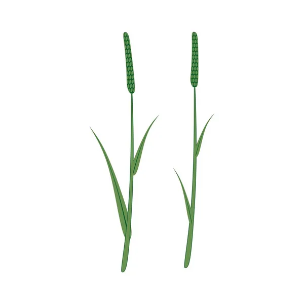 Timothy grass. Phleum pratense, wild plant. Botanical drawing of field ...