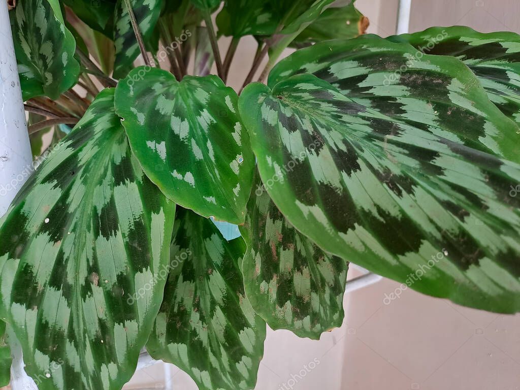 Close up view of an exotic pattern on Calathea leaf, Calathea makayona ...