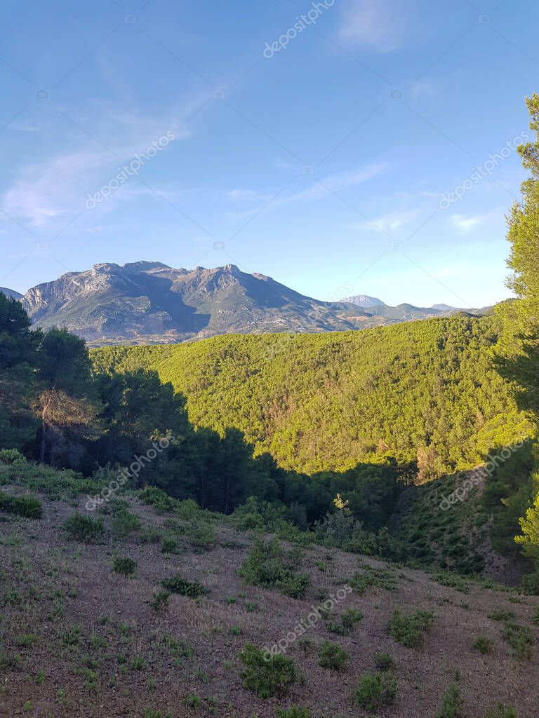Sol en el bosque siempreverde y una vista increíble - Una impresionante ...