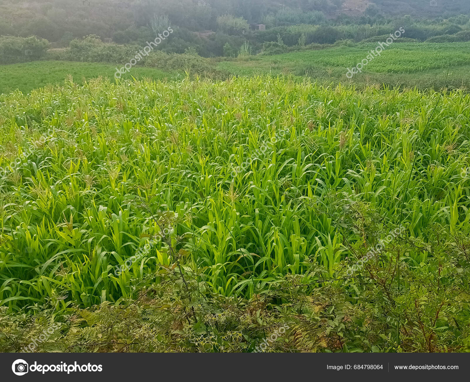 Vast Field Great Millet Plants Growing Natural Habitat Millet Plants ...