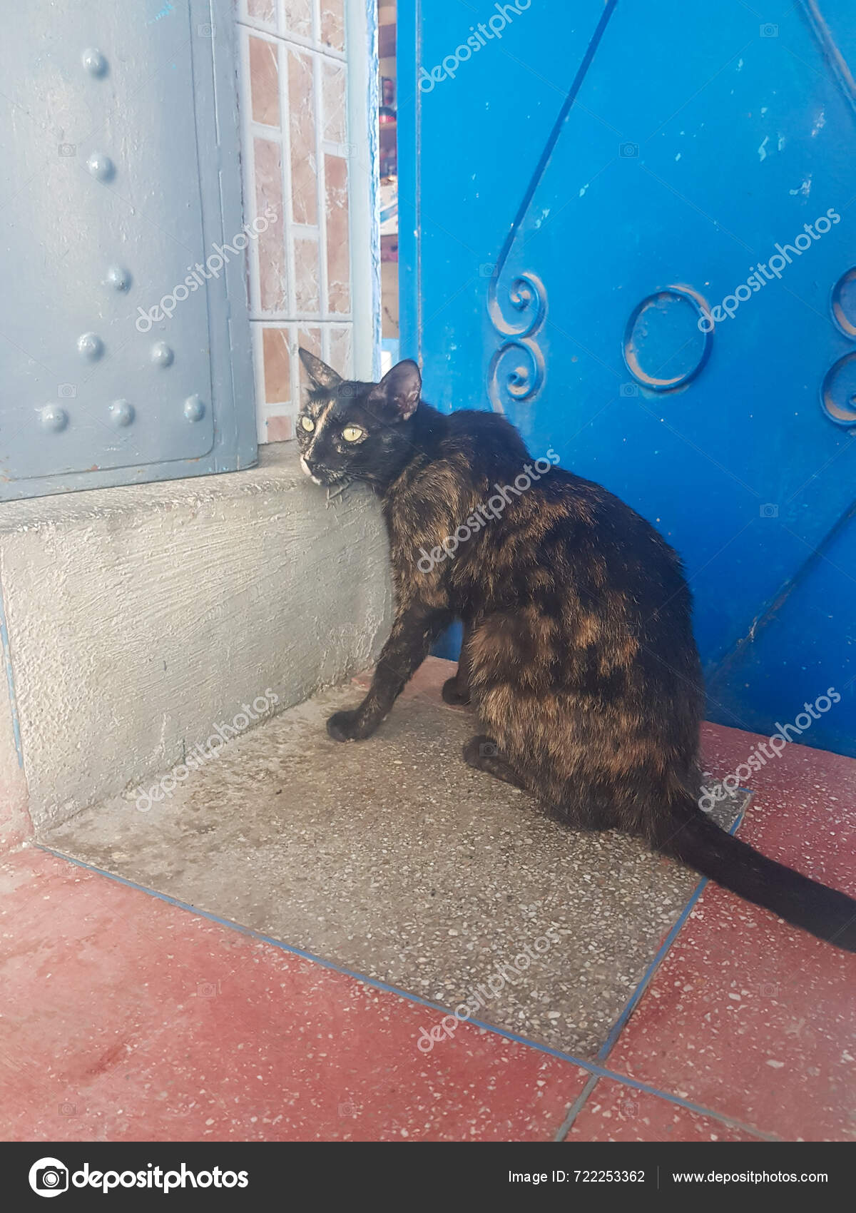 Close Sad Black Cat Sitting Alone Image Both Beautiful Heartbreaking ...