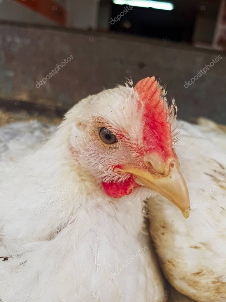 Un pollo blanco de un solo lado cerca del pico y su ojo y una mirada ...