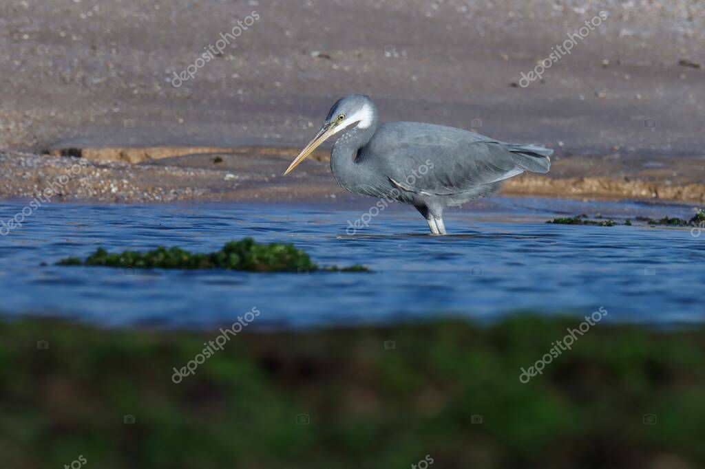 Gris, garza parada en el agua del oc ano. Aves acu ticas en la playa ...