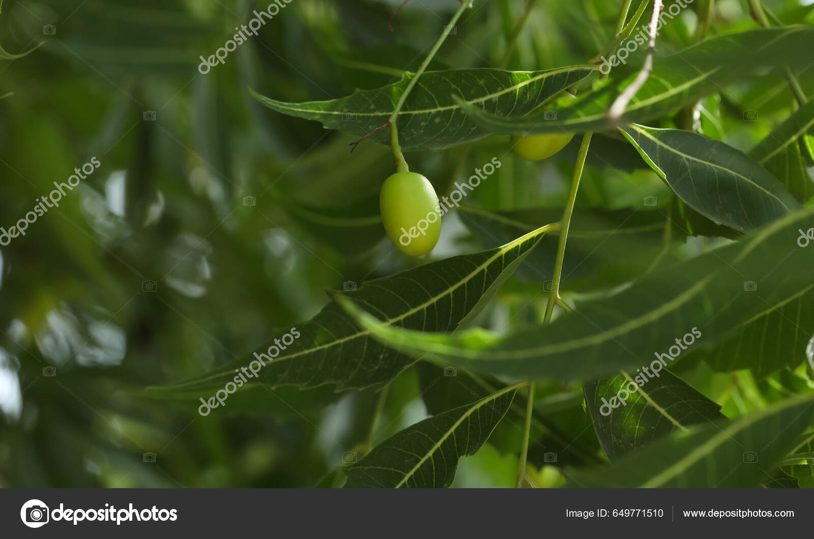 Neem Tree Fruit Closeup Azadirachta Indica Nim Tree Indian Lilac ...