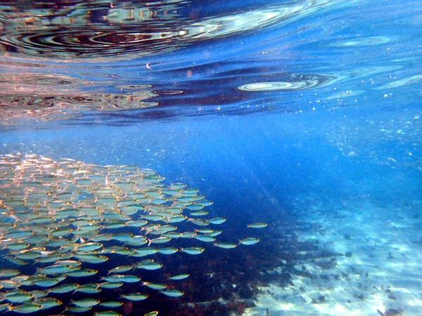 Fotos de Cardume oceano foto, Imagens de Cardume oceano foto sem ...