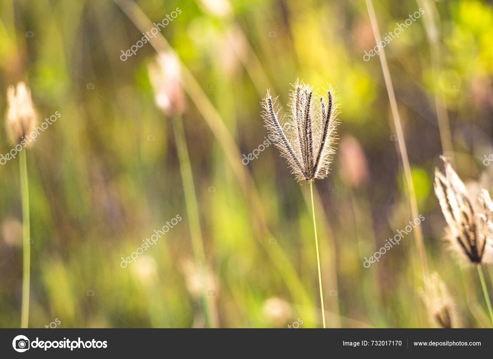 Close Chloris Virgata Field Tall Green Grass Park — Stock Photo ...