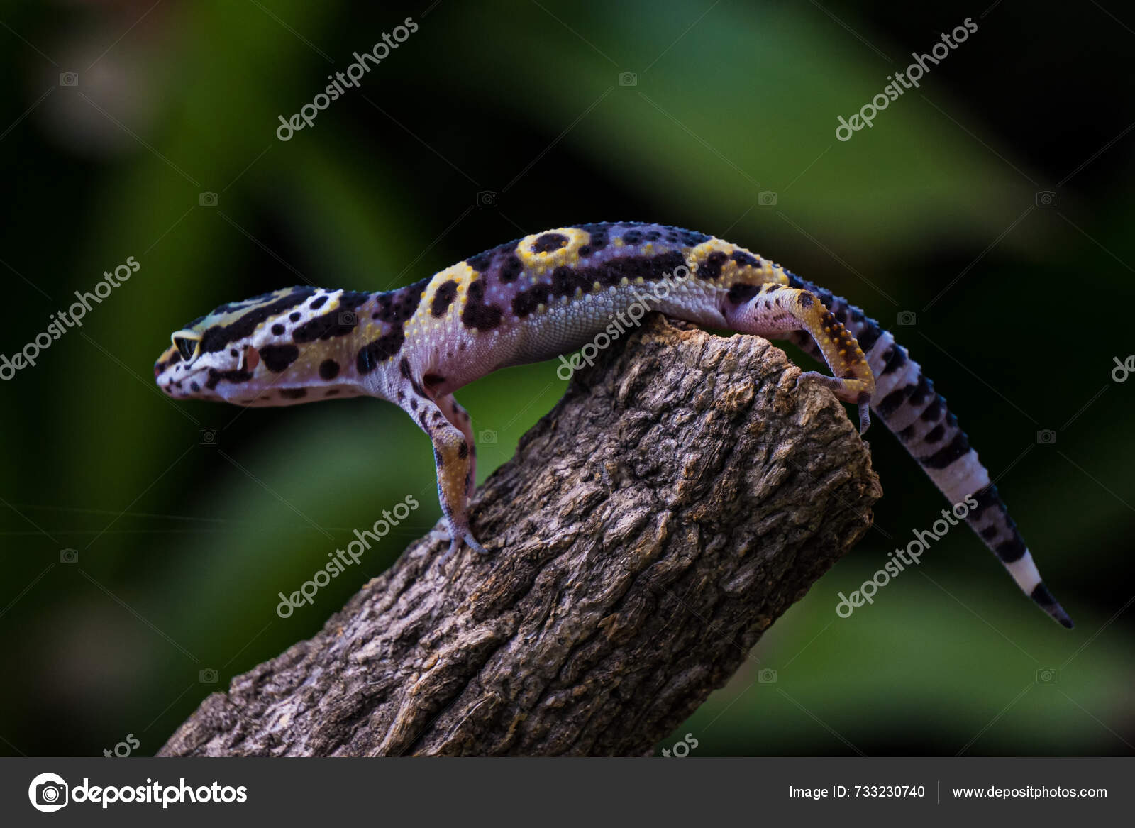 Type Anole Lizard Leopard Gecko Anoles Arboreal Lizards Meaning Spend ...