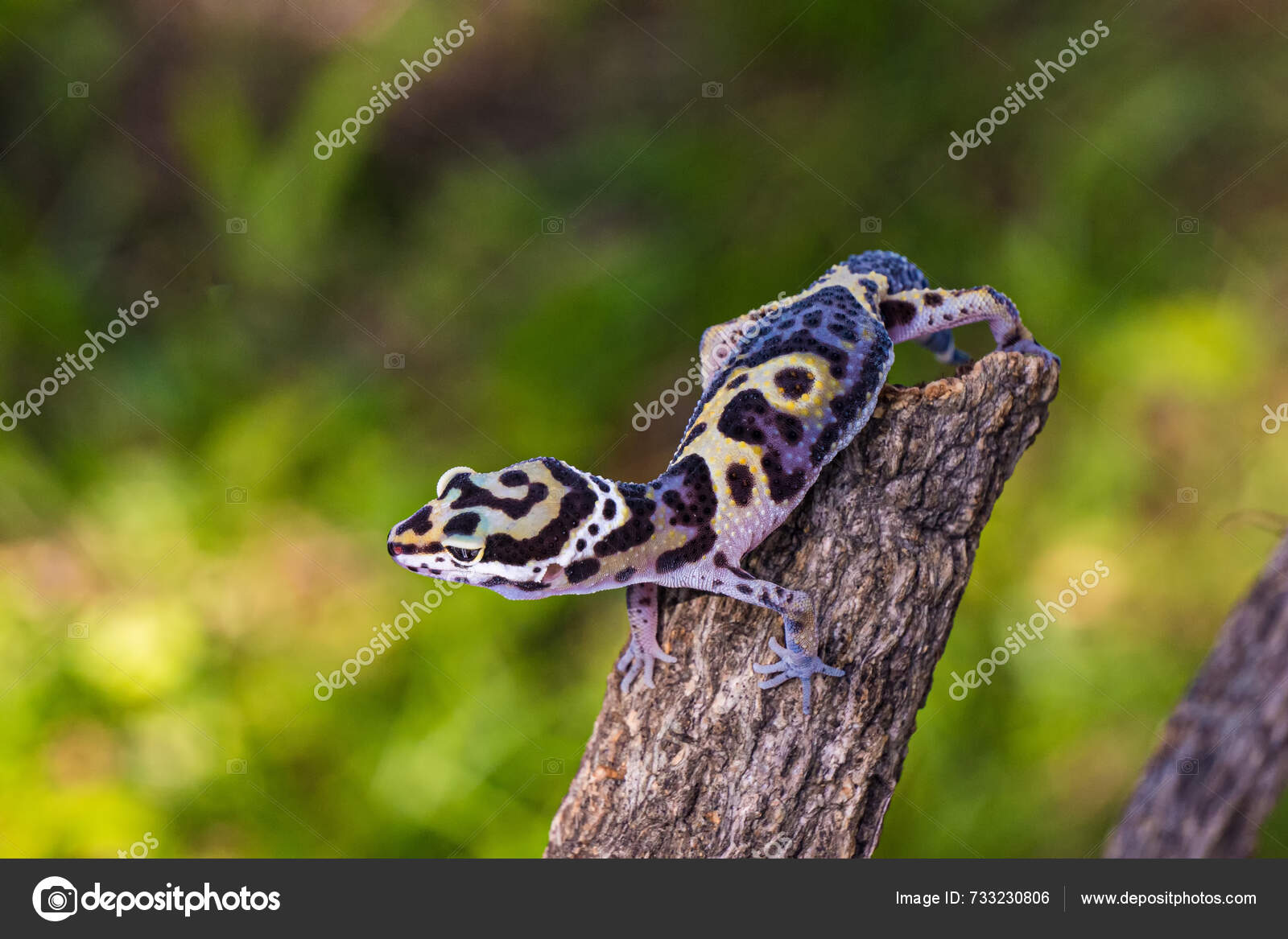 Type Anole Lizard Leopard Gecko Anoles Arboreal Lizards Meaning Spend ...