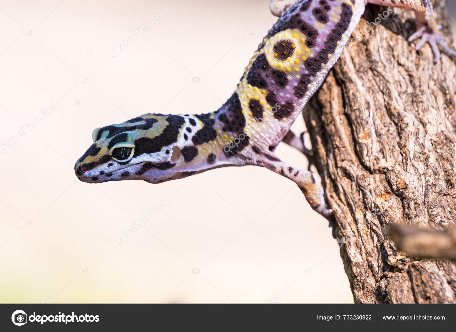 Type Anole Lizard Leopard Gecko Anoles Arboreal Lizards Meaning Spend ...