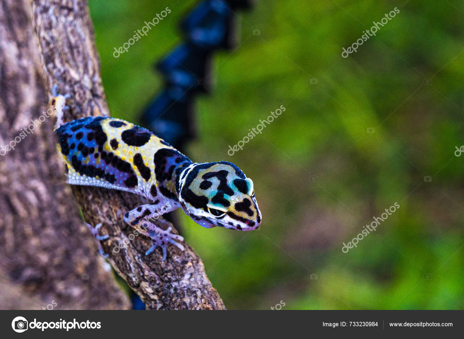 Type Anole Lizard Leopard Gecko Anoles Arboreal Lizards Meaning Spend ...