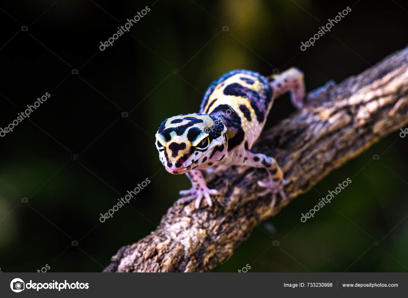 Type Anole Lizard Leopard Gecko Anoles Arboreal Lizards Meaning Spend ...