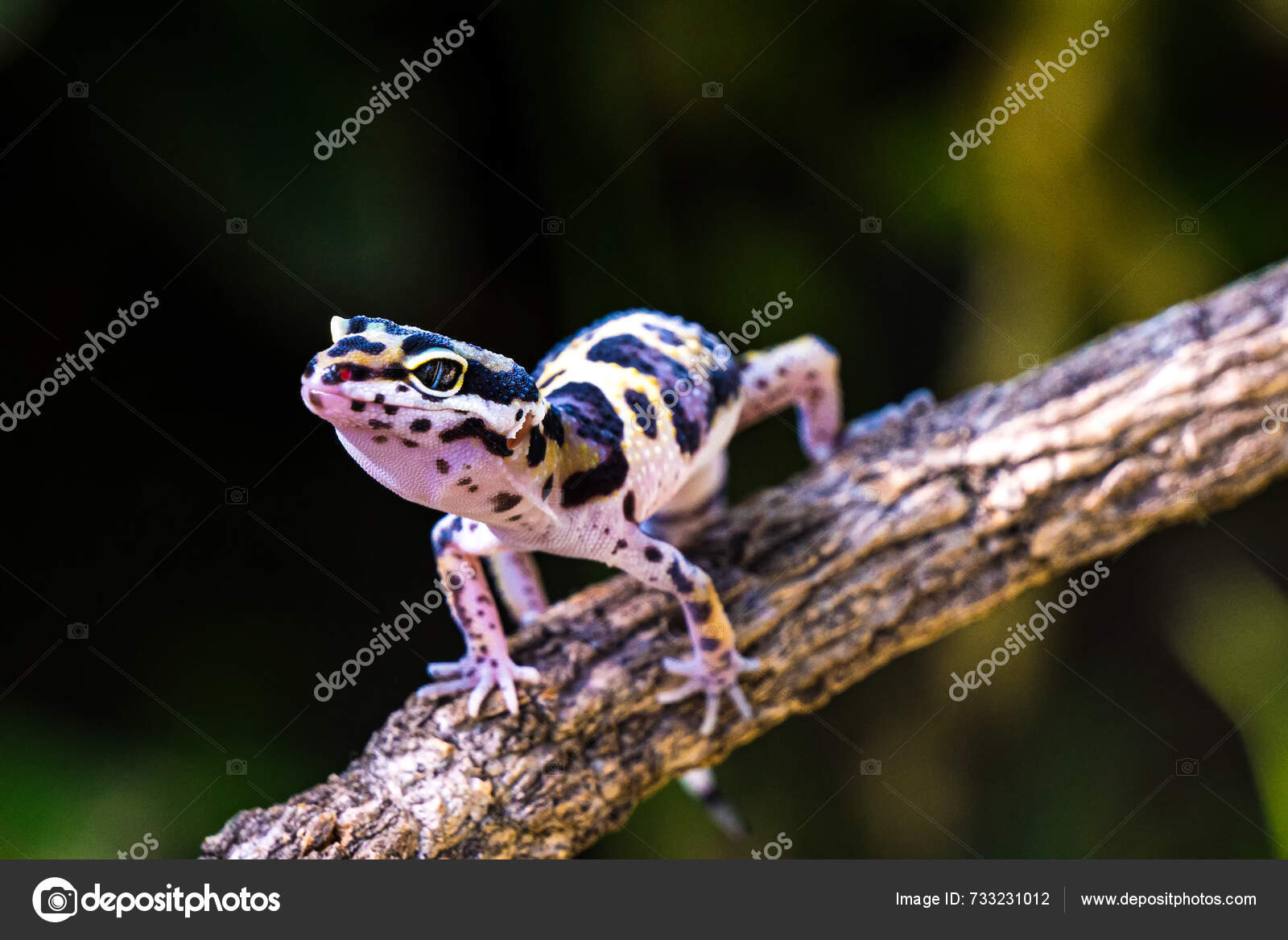 Type Anole Lizard Leopard Gecko Anoles Arboreal Lizards Meaning Spend ...