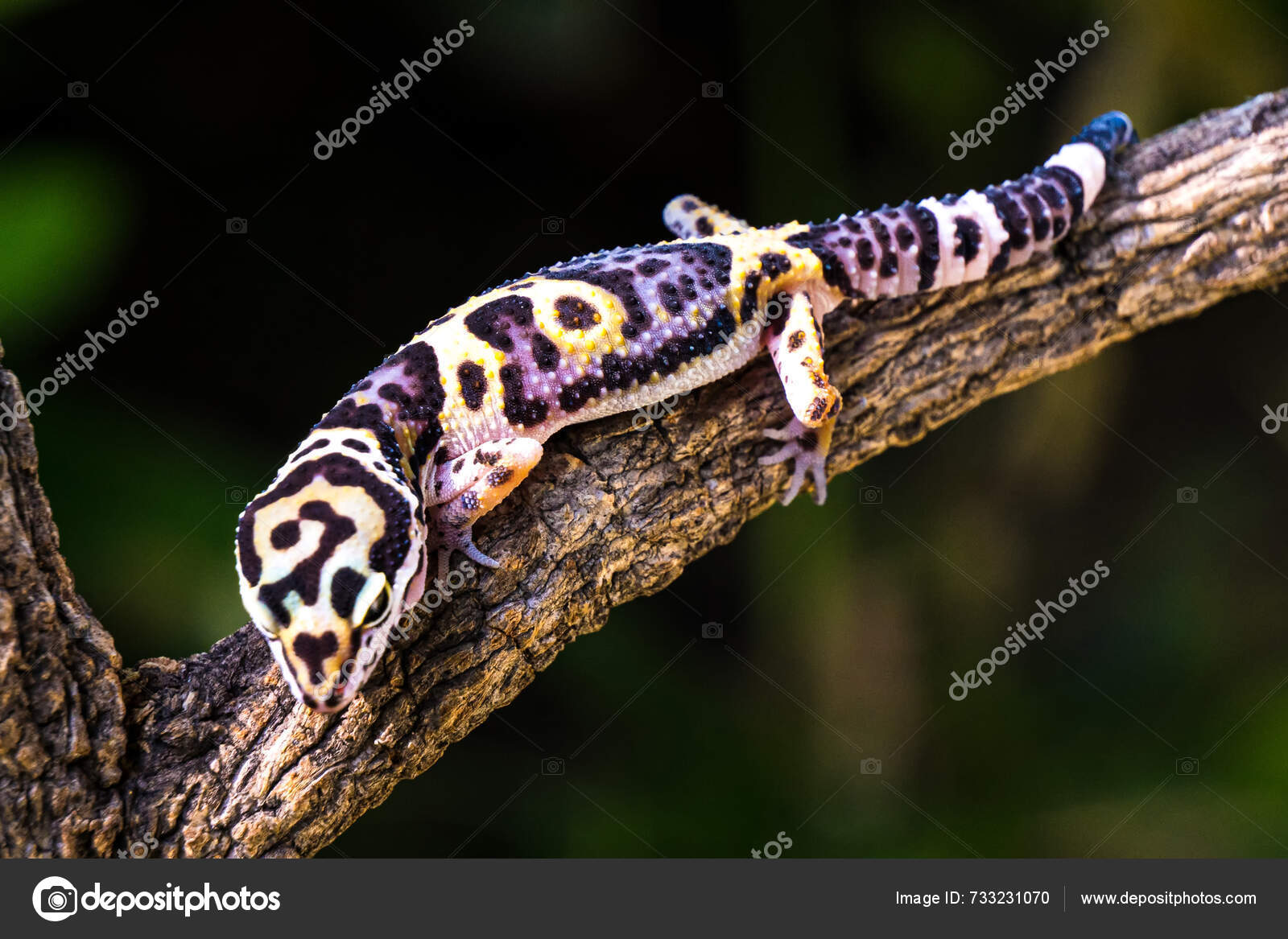 Type Anole Lizard Leopard Gecko Anoles Arboreal Lizards Meaning Spend ...