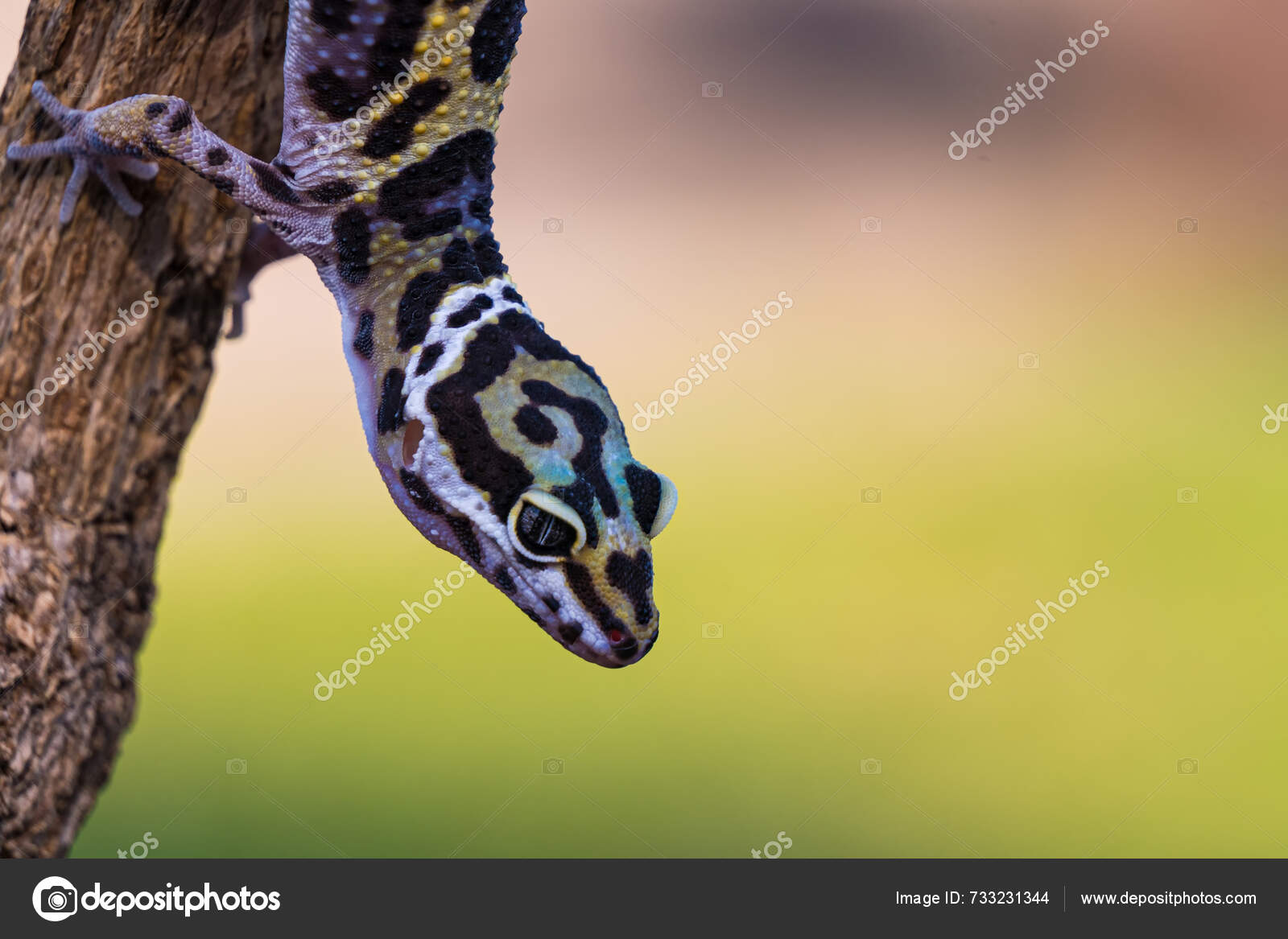 Type Anole Lizard Leopard Gecko Anoles Arboreal Lizards Meaning Spend ...