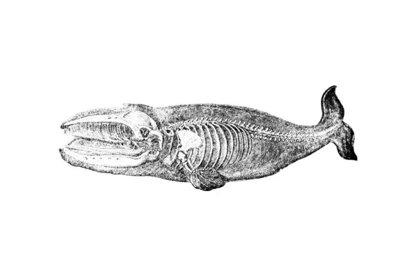 Walvis skelet Stock Photos, Royalty Free Walvis skelet Images ...