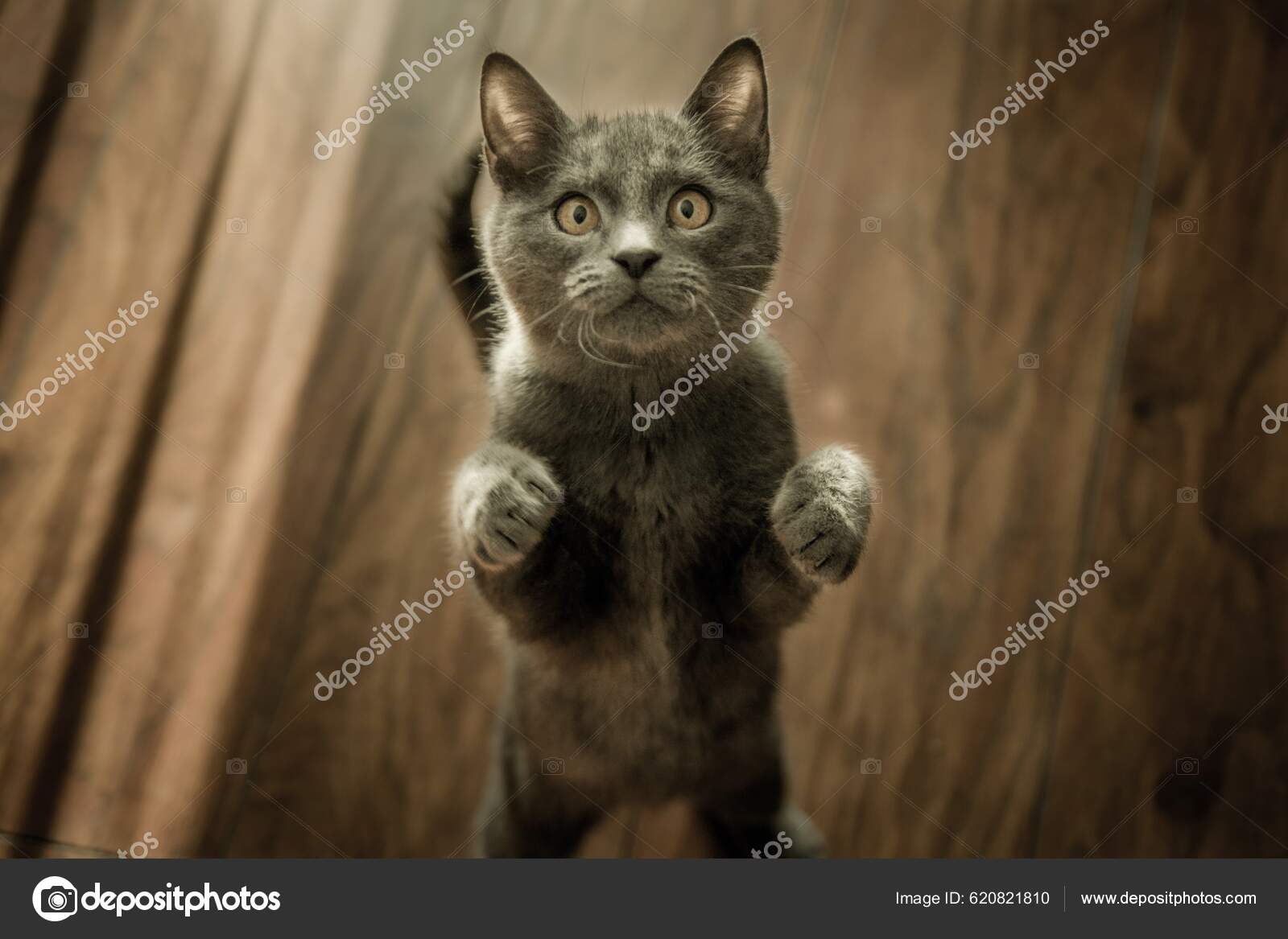 Picture Cure Cat Looking — Stock Photo © omegpt #620821810