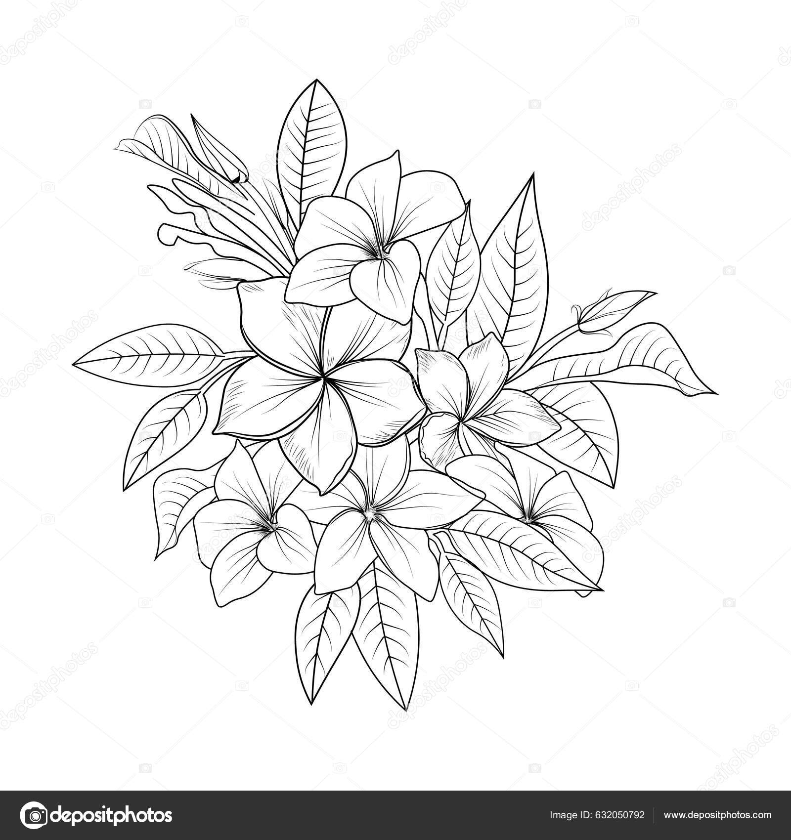 Frangipani Vector Art Tropical Flower Vector Illustration Floral Hand ...