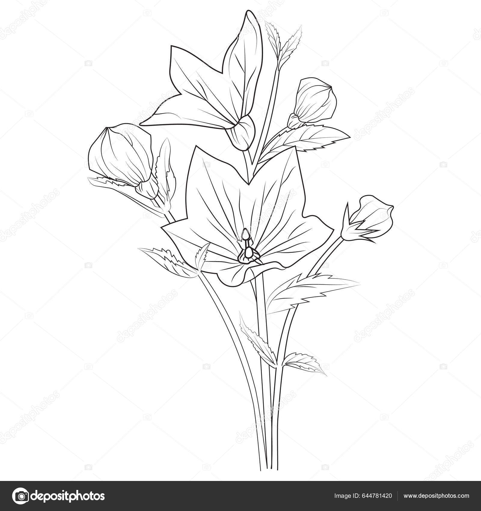 Creeping Bellflower Drawing Sketch Virginia Bluebell Drawing Bluebell ...